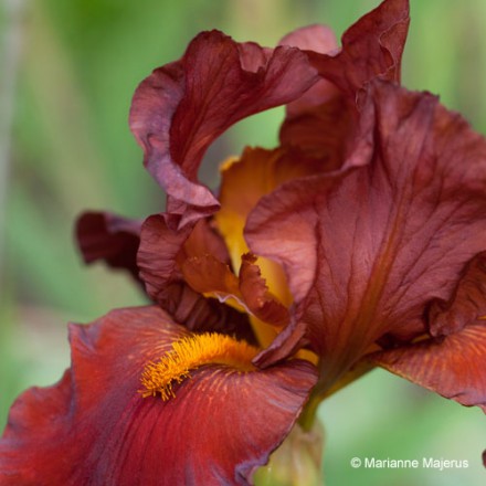 Classic Red Bearded Iris - The English Iris Company