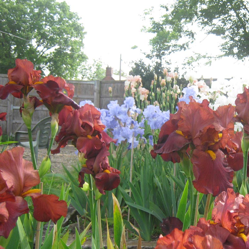 Classic Red Bearded Iris - The English Iris Company