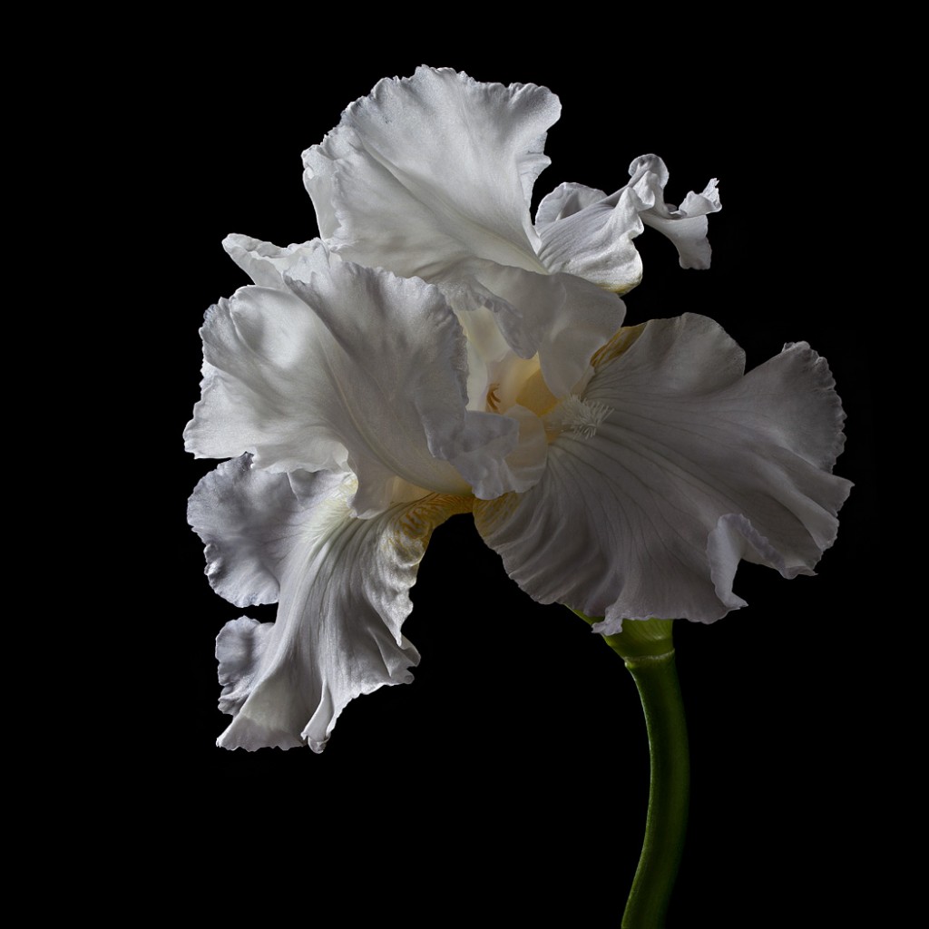 RHS Photography Gold Medal - The English Iris Company