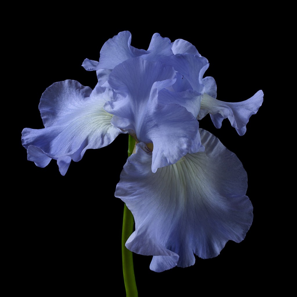 RHS Photography Gold Medal - The English Iris Company