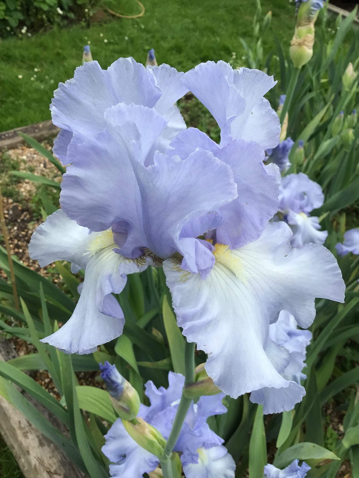 Iconic Blue Bearded Iris - The English Iris Company