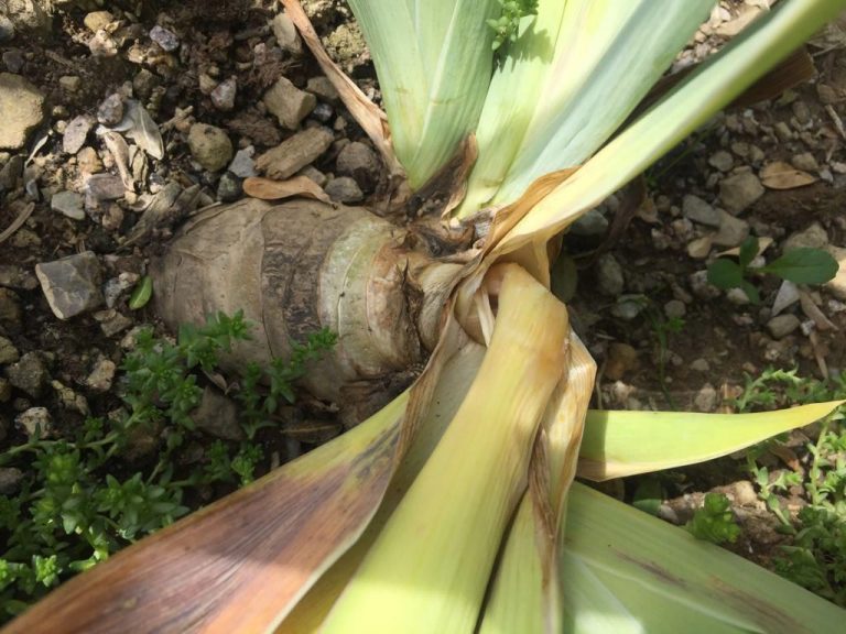 Bearded Irises: How to Care for Bearded Irises. High Impact. Easy to Grow