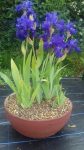 Bearded Irises: How to Care for Bearded Irises. High Impact. Easy to Grow