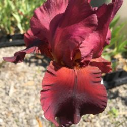 Classic Red Bearded Iris Red Kite- The English Iris Company