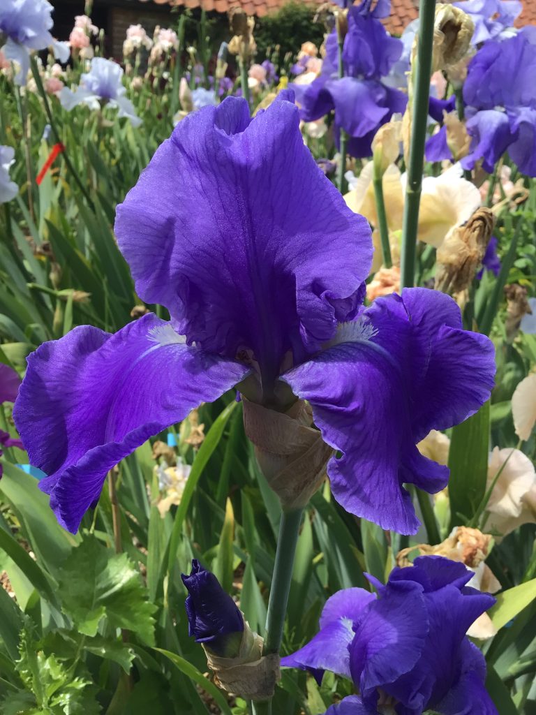 Deep Blue Bearded Iris Wharfedale - The English Iris Company
