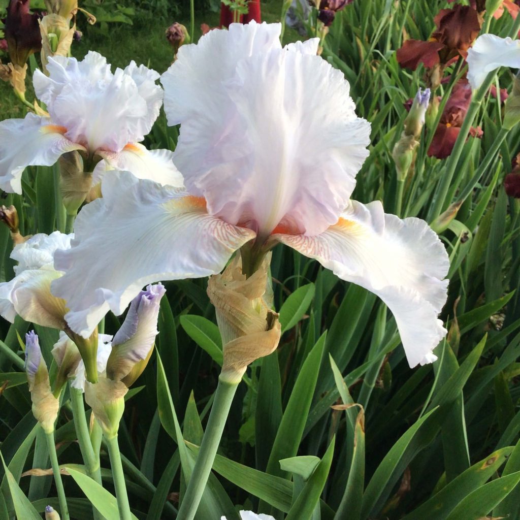 Hen Harrier a Ruffled Grey-White Bearded Iris - The English Iris Company