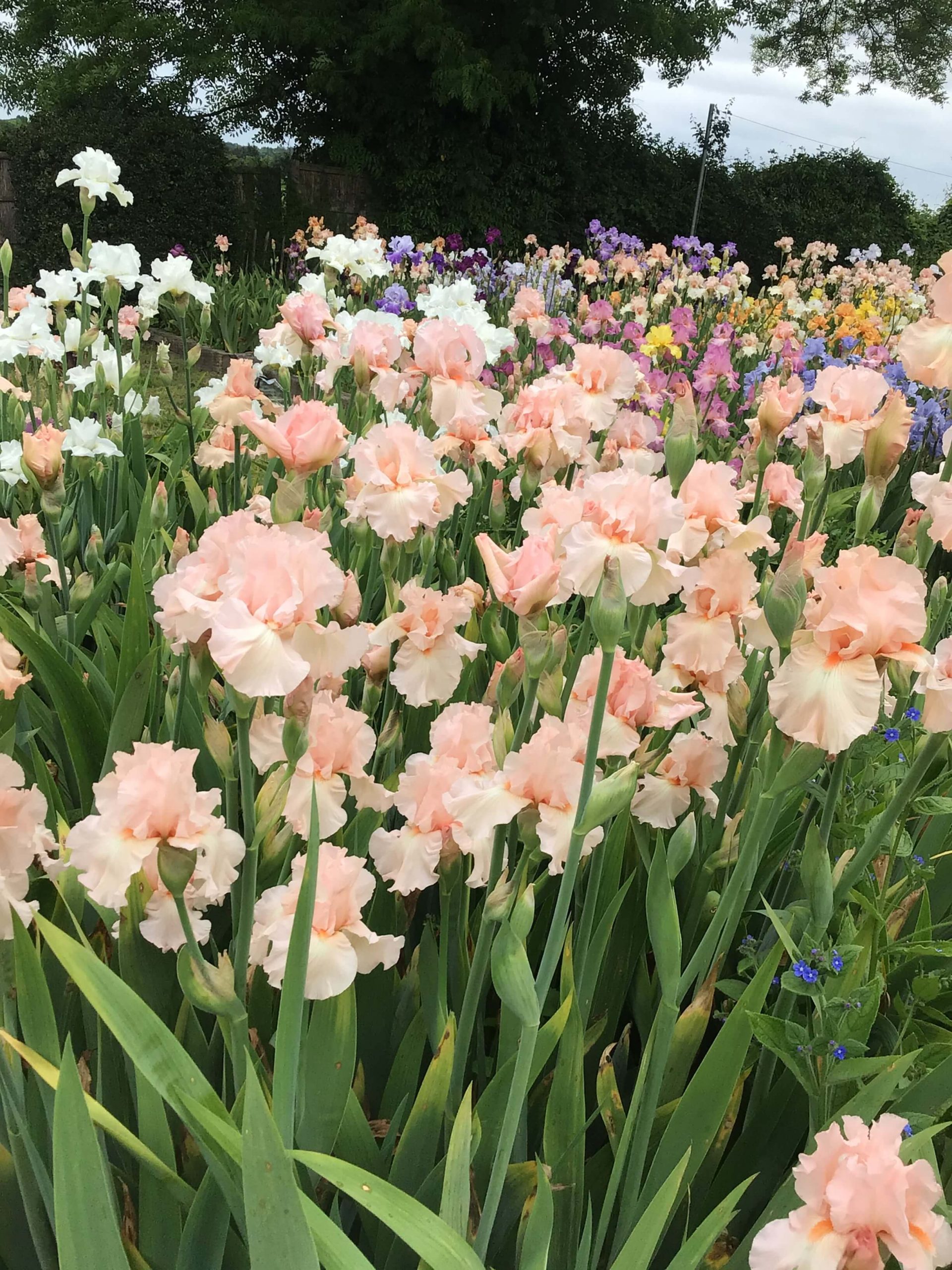 SPECIAL RESERVE BEARDED IRISES - The English Iris Company