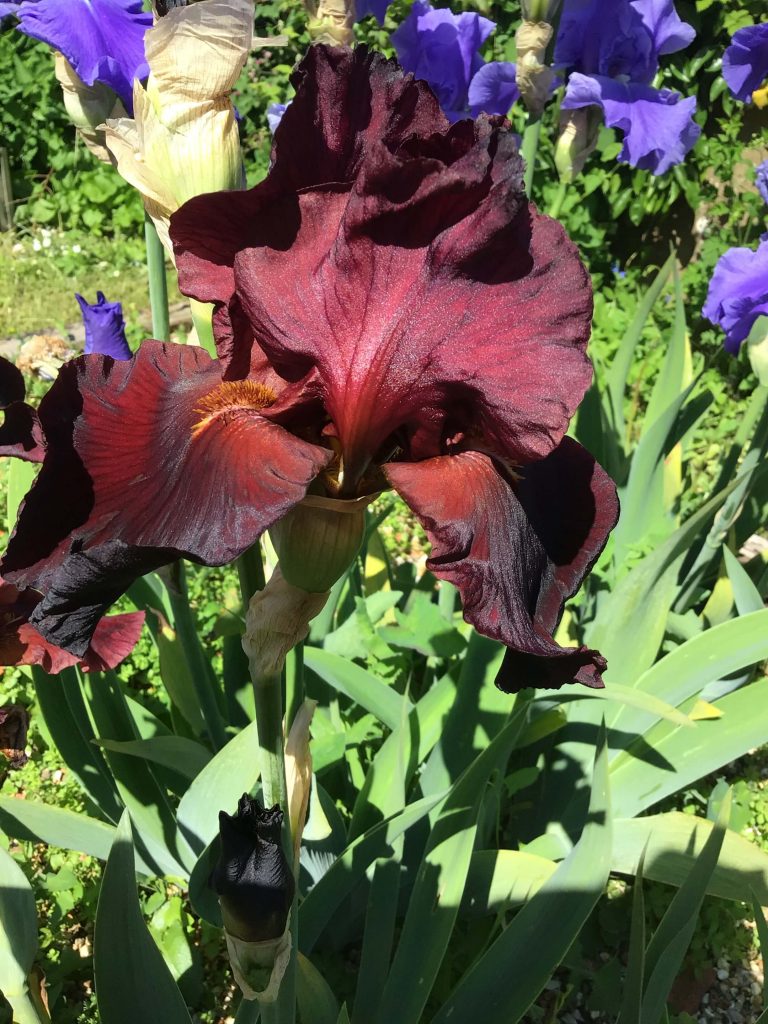 Classic Red Bearded Iris Red Kite- The English Iris Company