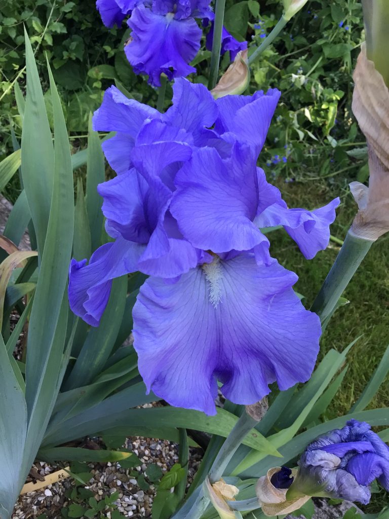 Kildonan a Sapphire-Blue Bearded Iris - The English Iris Company