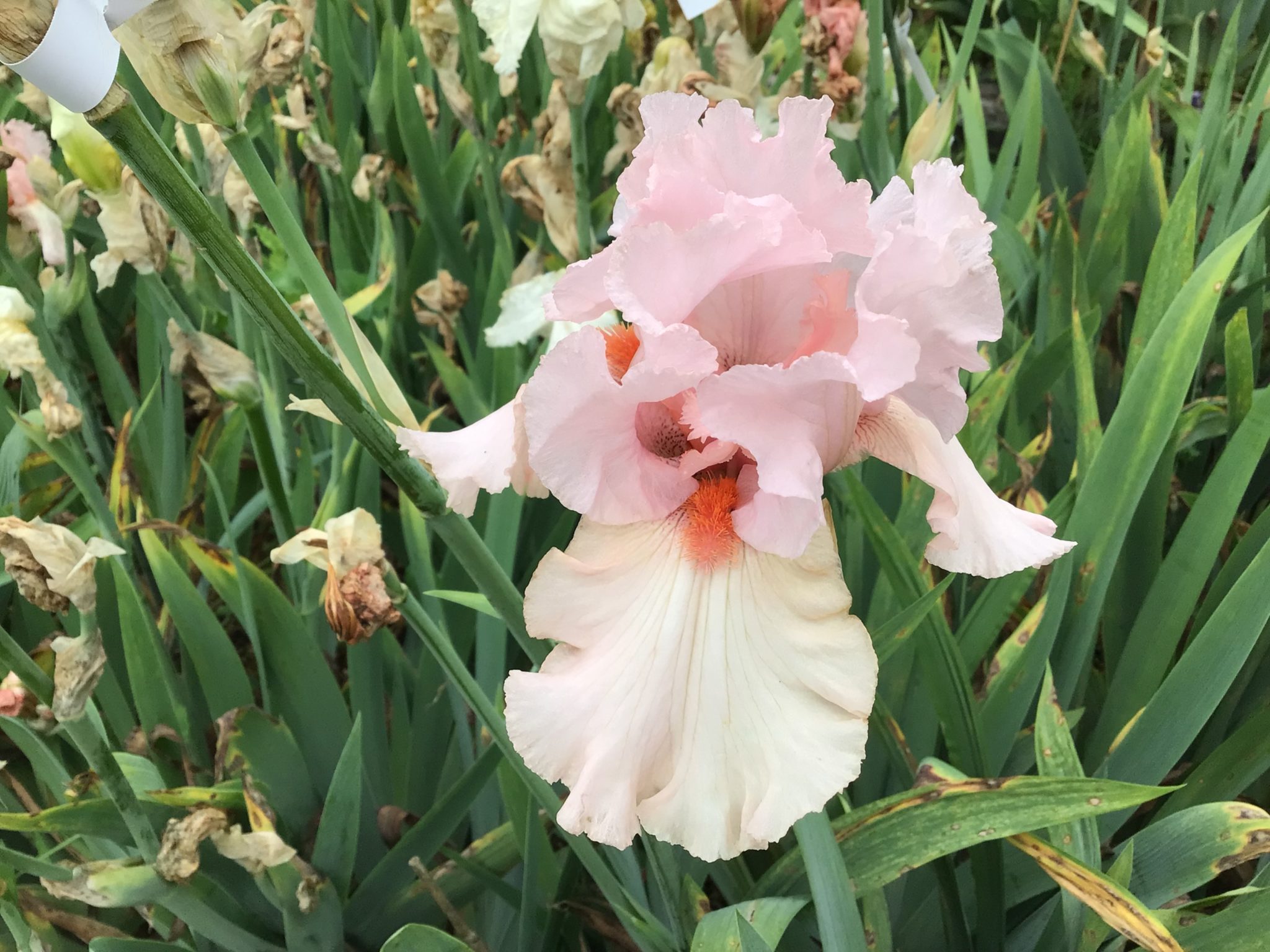 Nicola Fernie a Ruffled Pink Bearded Iris - The English Iris Company