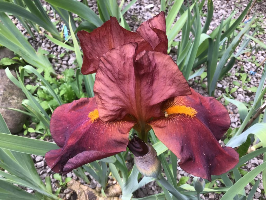 Classic Red Bearded Iris - The English Iris Company