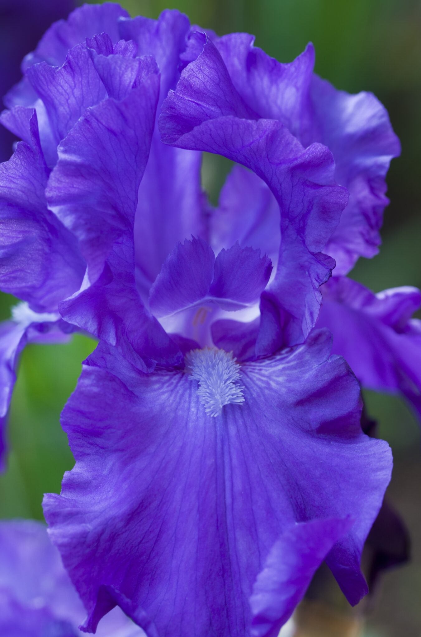 Roman Emperor - Parma-Violet Blue Bearded Iris - The English Iris Company